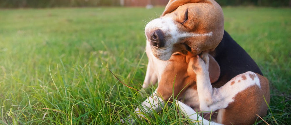 Hund zittert? » Ursachen & Tipps zur Beruhigung 🐾
